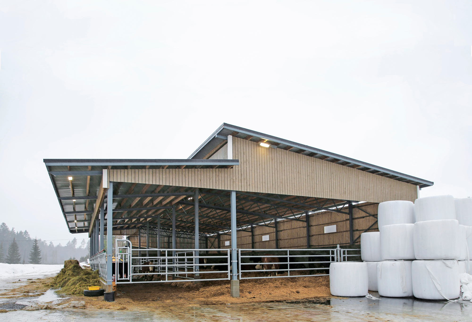 Ohrakasken tilalla Salon Kuusjoella rakennettiin 30 emolehmän pihatto ...